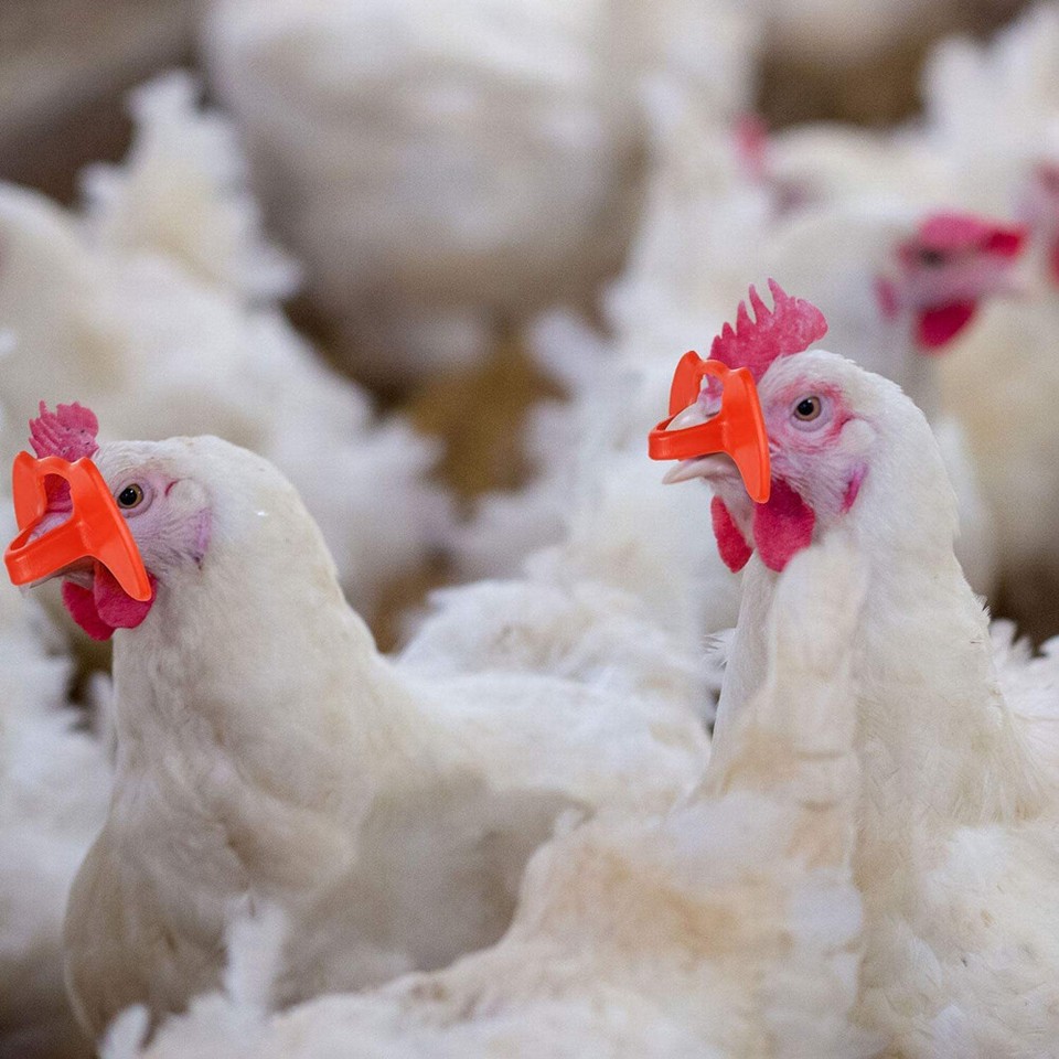 100PCS No Fighting Pinless Chicken Peepers Pheasant Poultry Blinders ...