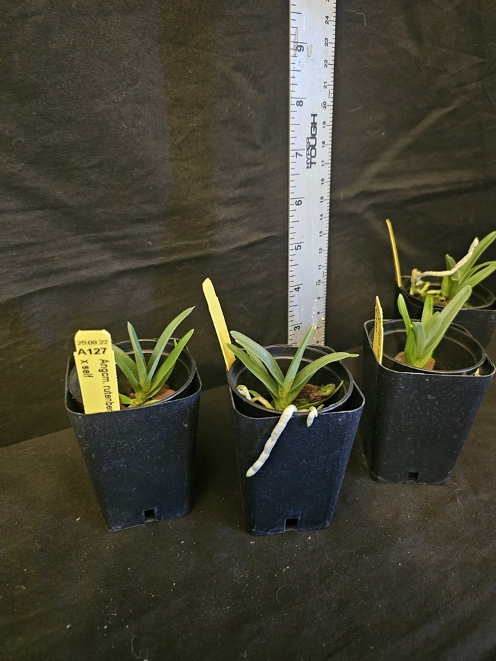 Angraecum rutenbergianum near blooming size miniature Angraecum orchid ...
