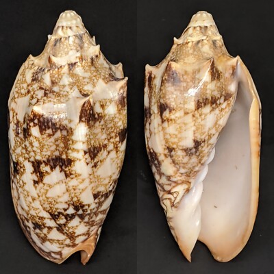 Cymbiola vespertilio peterstimpsoni 90mm VOLUTIDAE Indonesia Bat Volute ...