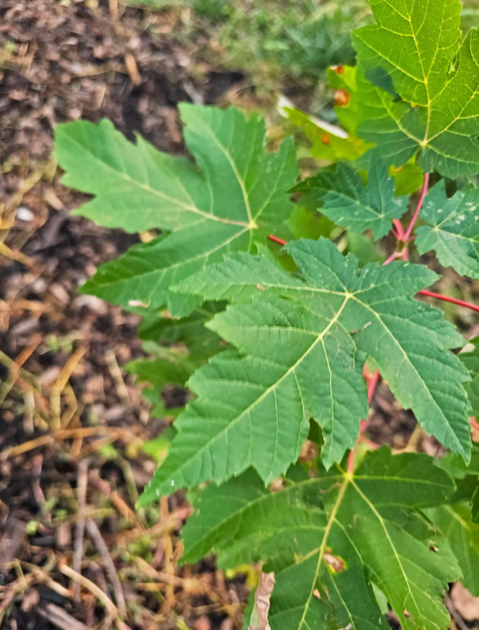 Set 2 Red Maple (Acer Rubrum) Trees Live Plant Bare Roots Dormant 2-3 ...