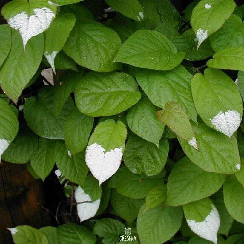 Actinidia polygama 20 PCS fresh seeds, Gaedarae, Silver vine, Matatabi ...