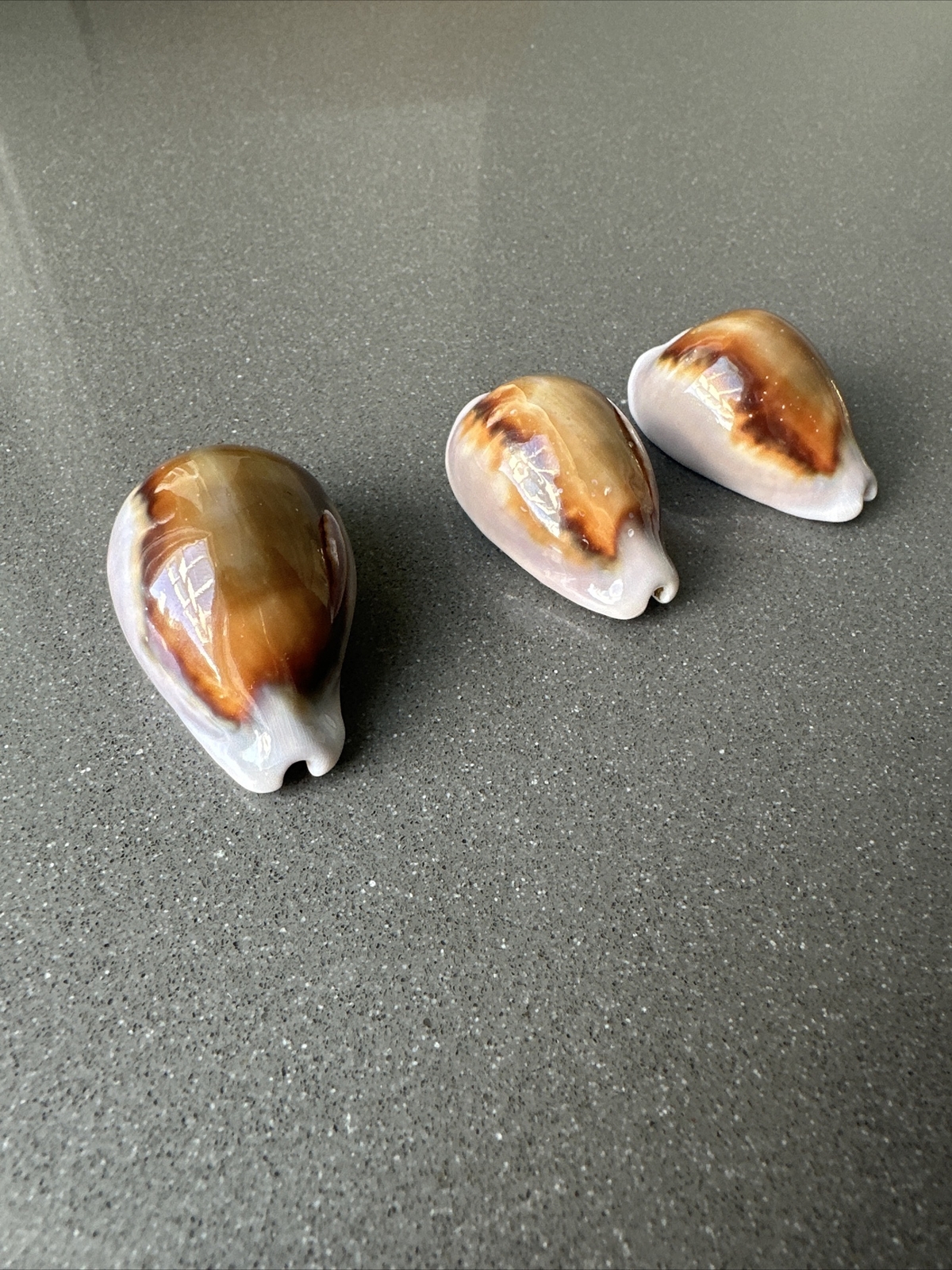 COLLECTION Neobernaya spadicea Chestnut Cowrie. 1.5, 1.75, 2 inches ...