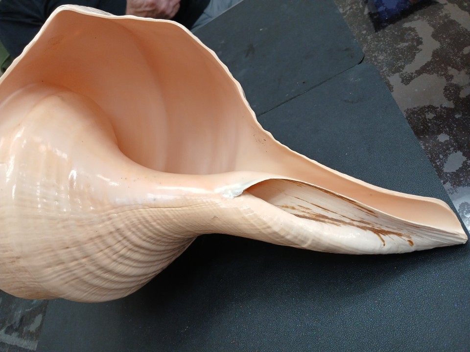 Large Australian trumpet shell Syrinx aruanus seashell appx 15.5" X 8 ...