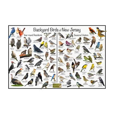 Backyard Birds of New Jersey Bird Identification Nature Poster / Bird ...