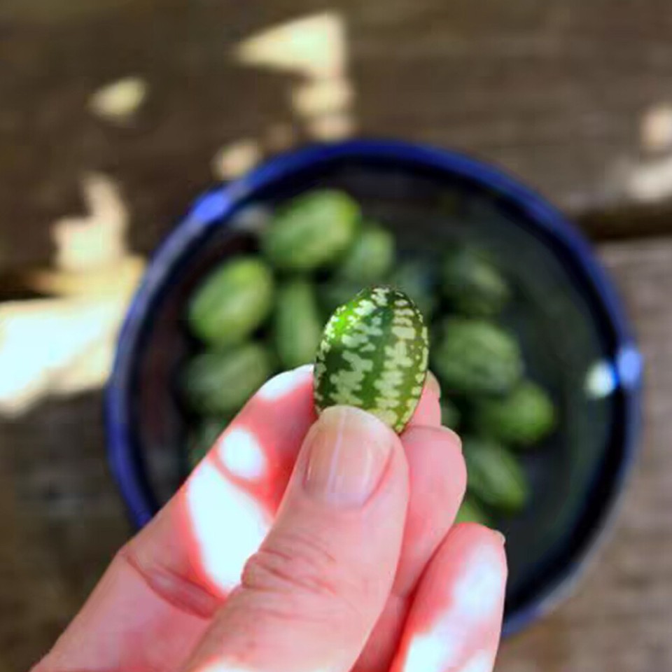 50pcs/bag Mini Thumb Watermelon Seeds Pulp Watermelon Organic Seeds ...