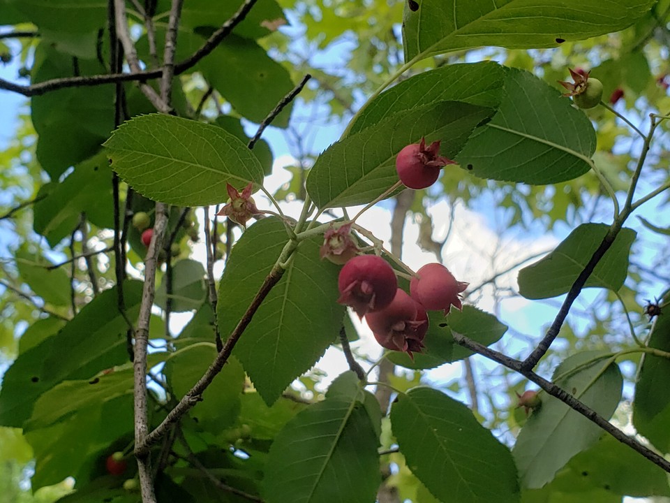 Serviceberry | 15 Seeds | Amelanchier Arborea | Juneberry | Florida ...