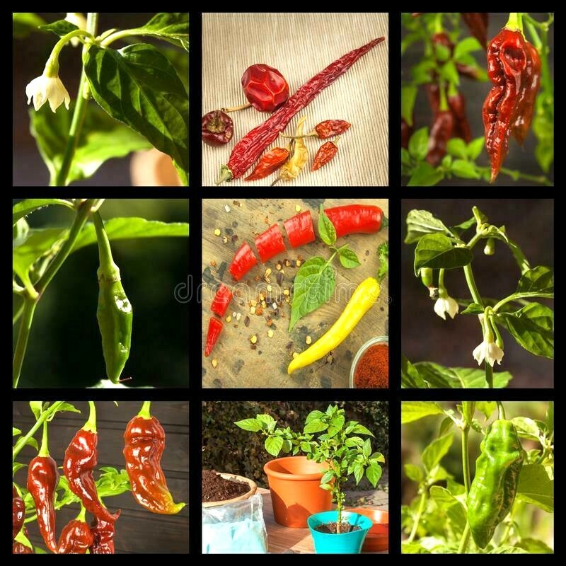 Different Types Of Chili Chilli Varieties And Plants
