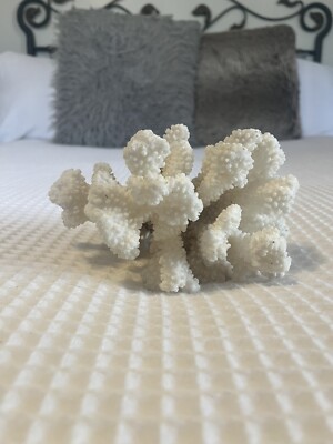 Natural White Sea Coral 8” X 7” Lovely Piece Ocean Reef | eBay