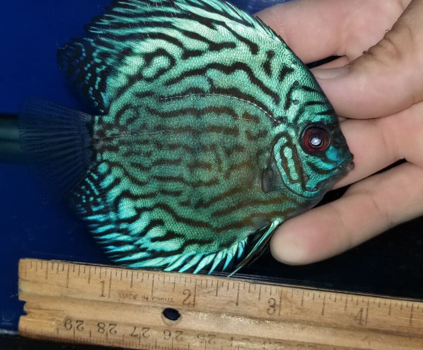 Assorted Discus- 4 Inches | eBay