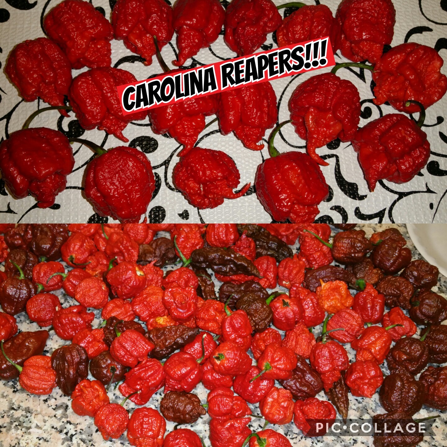 Organic Carolina Reaper Sea Salted Caramel Chews-World's Hottest ...