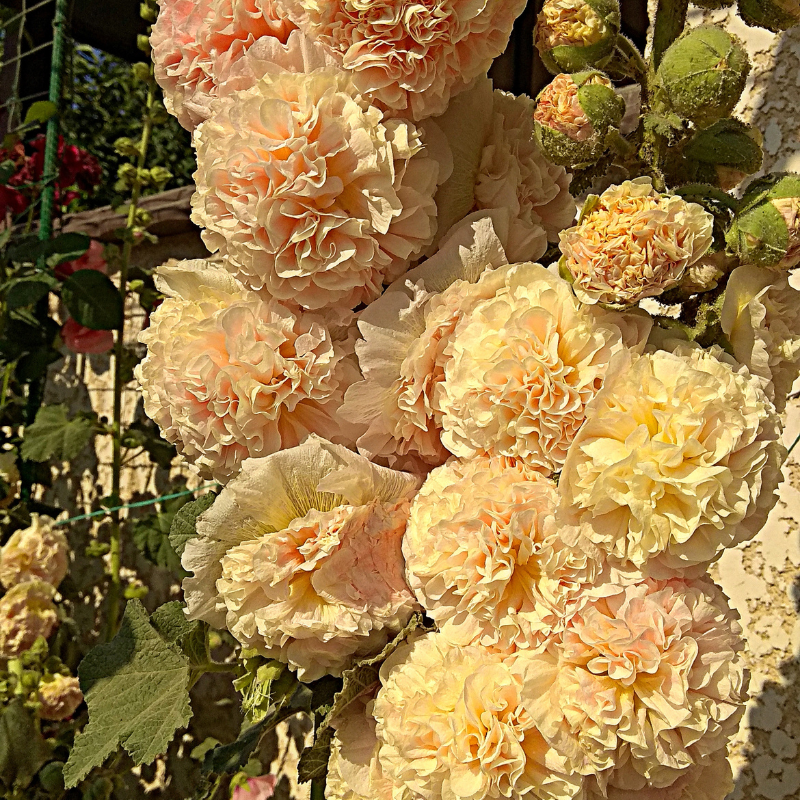 45+ Hollyhock Seeds, Heirloom Seeds, Alcea Rosea, Flowers Perennial ...