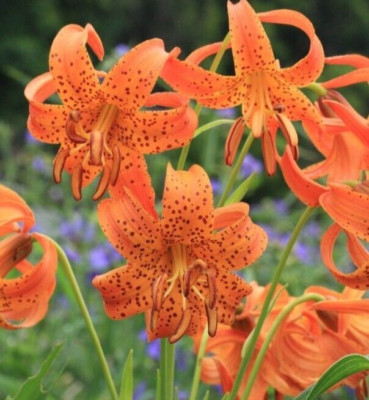 Tiger Lily Rooted Bulbs - Garden State Bulb Splendens Tiger Double ...