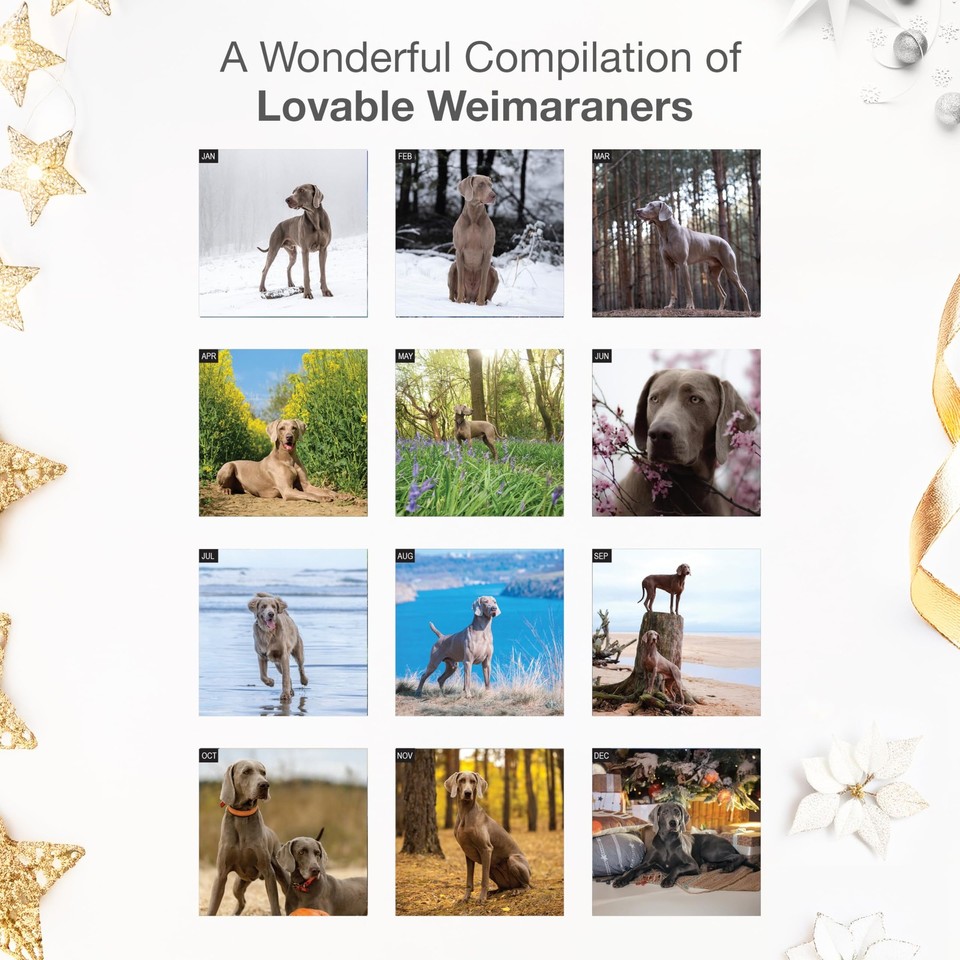 Weimaraners 2026 Wall Calendar 12 Month | 12" x 24" Open | Thick ...