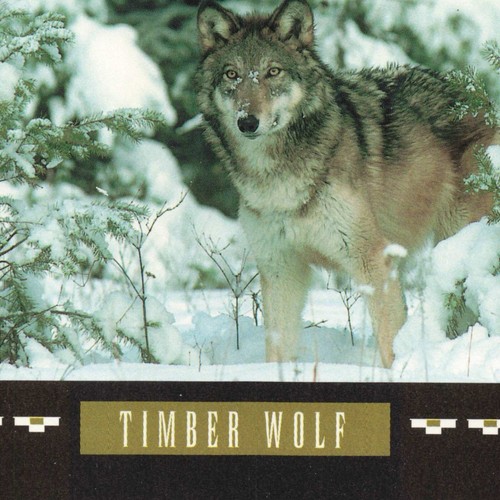 Postcard Timber Wolf Idaho Wildlife ID Endangered Wolves Boise Rocky ...