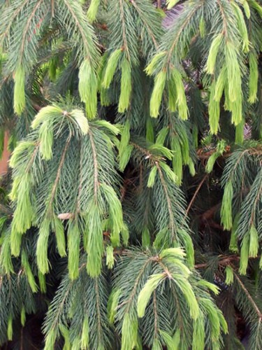 Himalayan Spruce, Picea smithiana, (Morinda Spruce), Tree Seeds ...