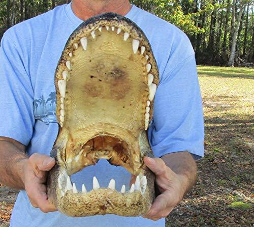 15" Alligator Head From a 10 Foot Louisiana Gator Taxidermy Swamp Wars ...
