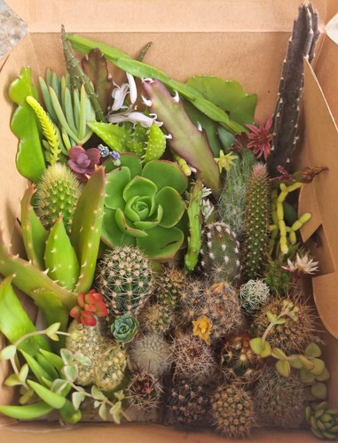 Cacti Cuttings Cactus Mix Summer Succulent Collectors Echinopsis Euphorbia Pack | eBay