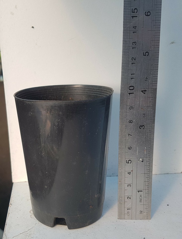 Brugmansia Monikas Merootagaum x 1 Plant - Angel's Trumpet - Like ...