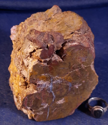 DINOSAUR COPROLITE from WYOMING - POLISHED - GEM GRADE - STANDING ...
