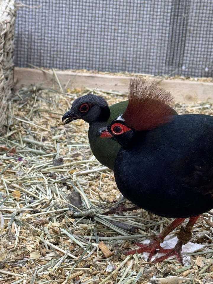 2 Fresh Fertile Roul Roul/ Crested Wood Partridge Eggs | eBay