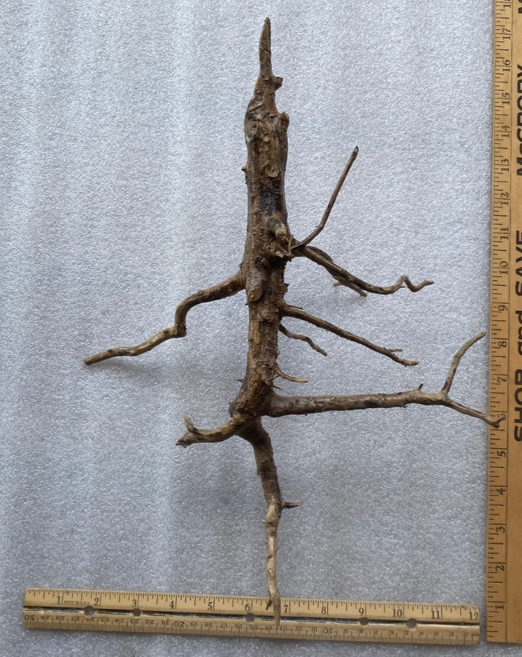 Root Ball Taxidermy Beaver Chewed Chew Wood Log Decor Wild, Natural ...