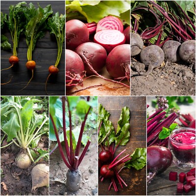BEETROOT Mix 300+ Seeds ALL SEASON 7 Type HEIRLOOM Vegetable Garden ...