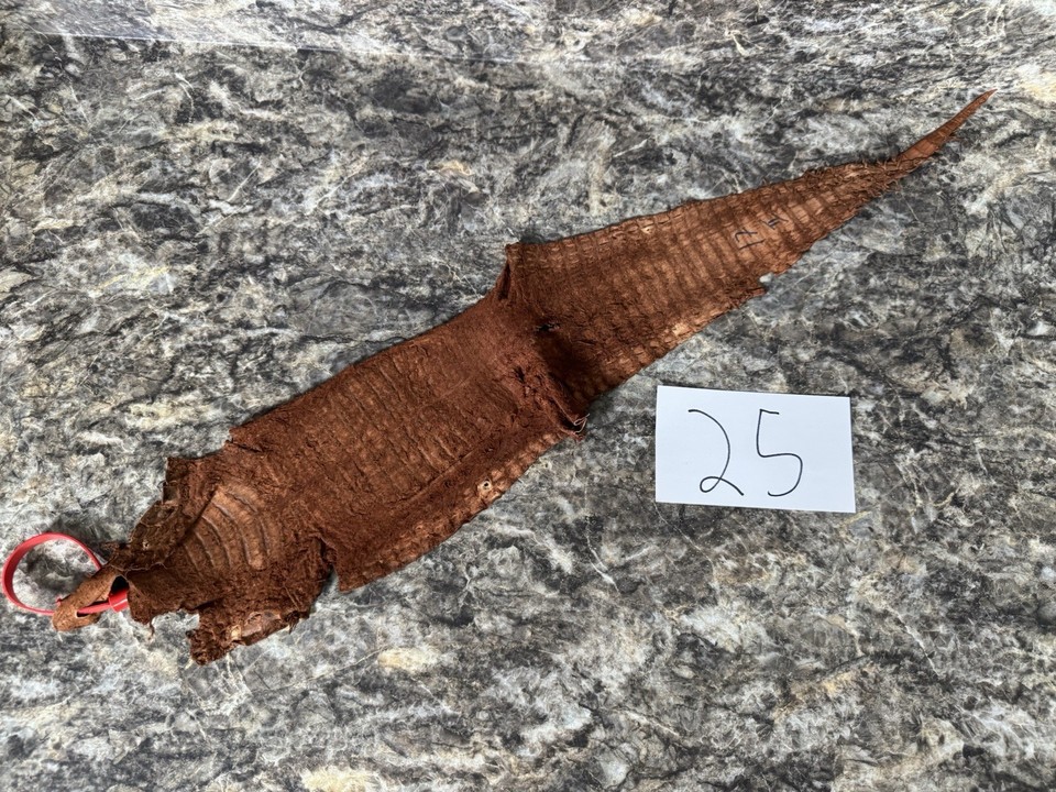 Brown Genuine Caiman Crocodile Hide Leather Skin real alligator Croc ...