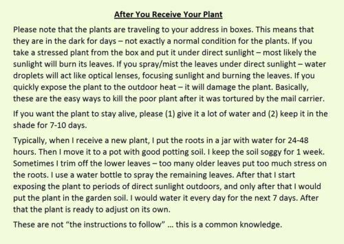 10 organic rare Red Raripila Mint plant herbal tea strong flavor ...