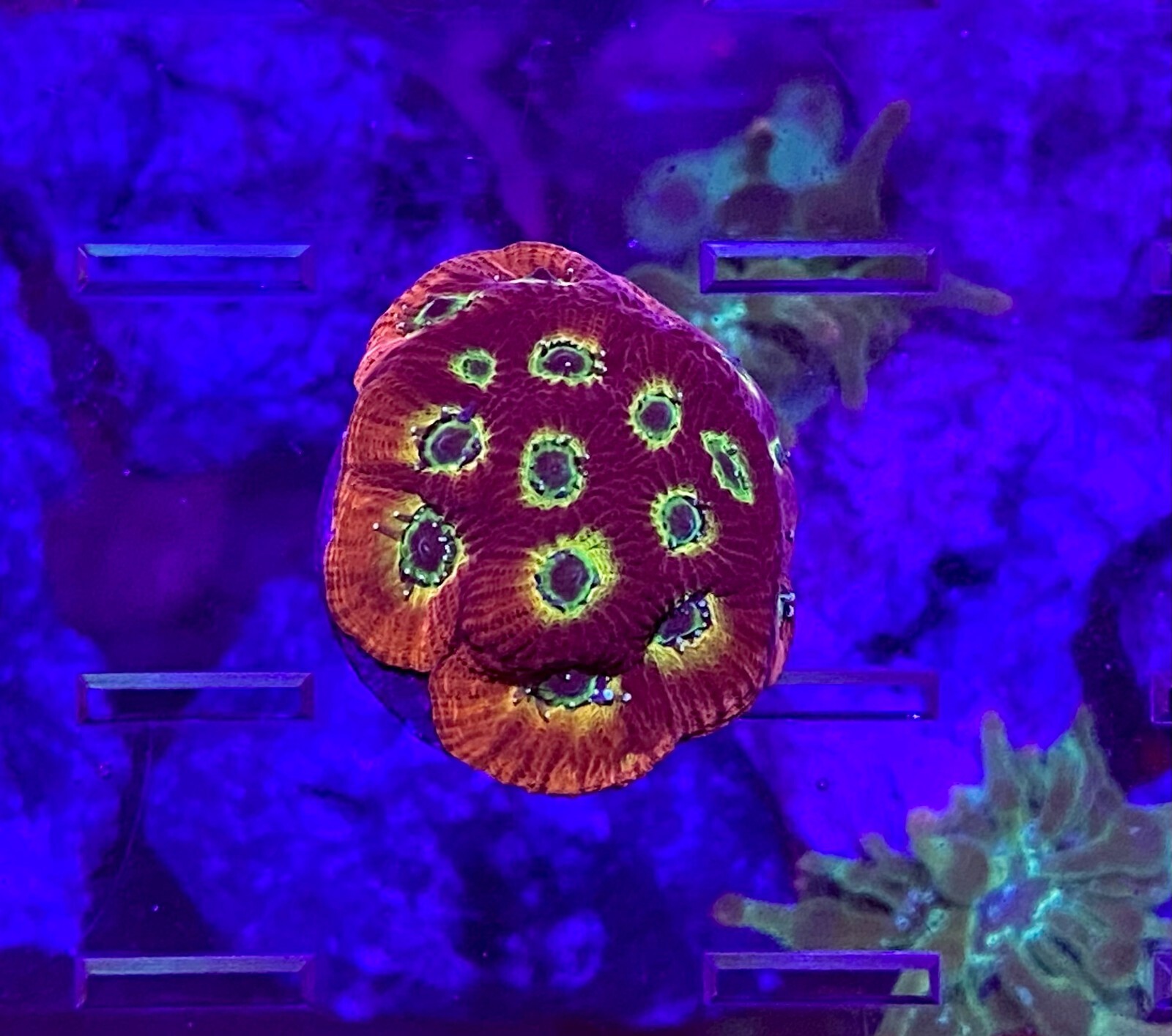 Flame Boy Favia Frag - Bright red with pops of color! Live Coral Frag ...
