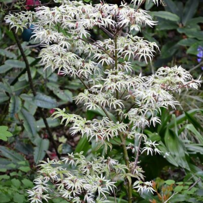 Acer Palmatum Ukigumo Japanese Floating Cloud Maple - Hardy Tree 3Lt ...