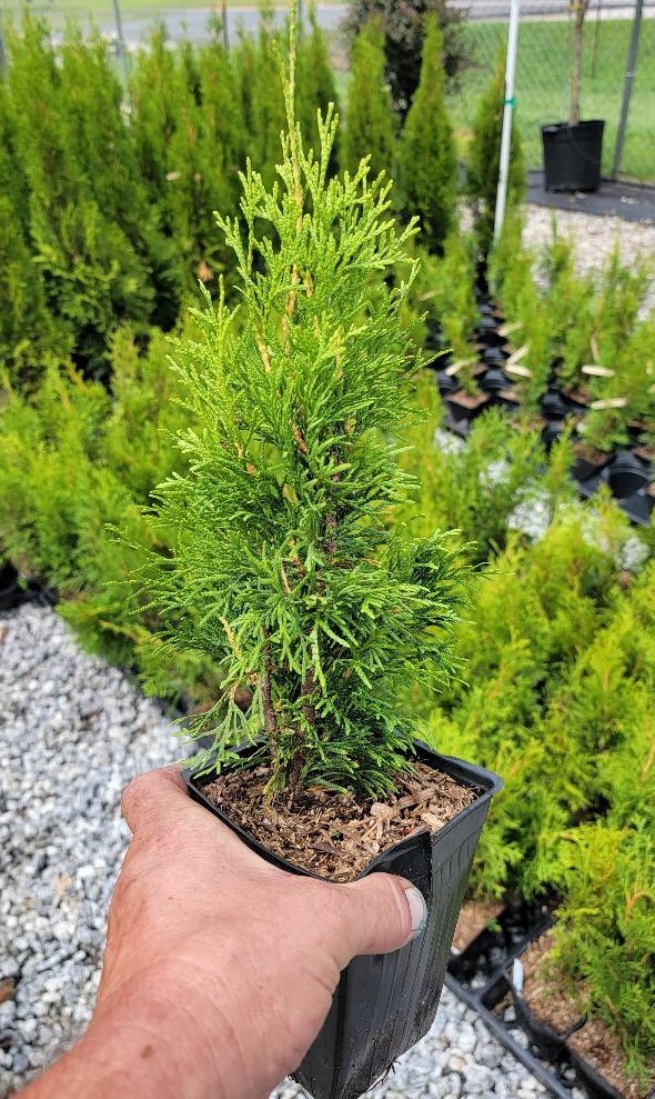 Emerald Green Arborvitae Tree ( Thuja ) - Live Plant - ( 1 QT ) | eBay