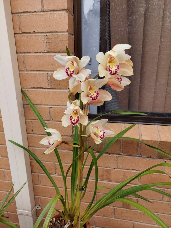 BEAUTIFUL CYMBIDIUM ORCHID- YELLOW W/ BURGUNDY HUE - 3 BULBS & 1 ...