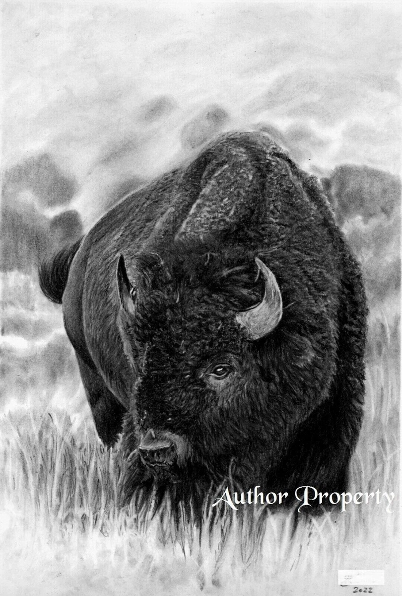 American Bison Bull Drawing