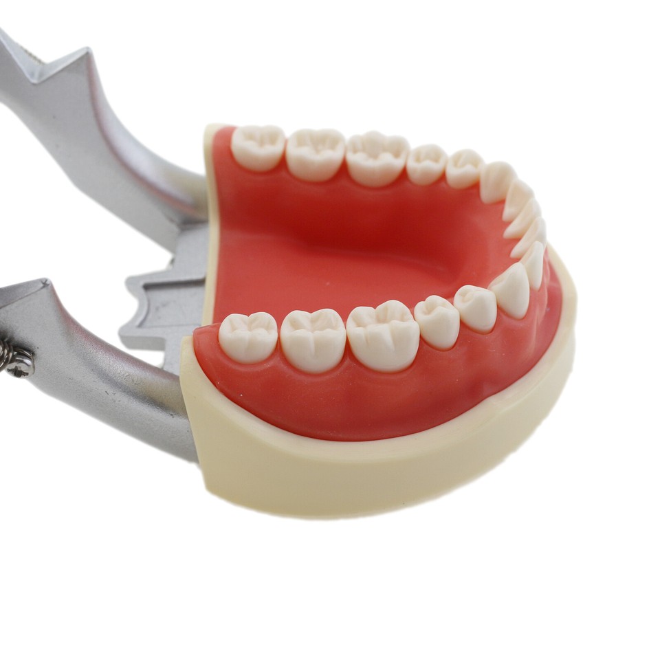 Dental Typodont Model Kilgore NISSIN 200 500 Teeth Mounting Pole ...