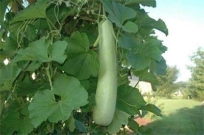 20 Edible Long bottle gourd seeds/Asian Indian Opo Squash/Dudi/calabash ...