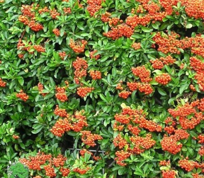 10 Pyracantha Orange Evergreen Hedging Shrub Plant Pots Fast Growing ...