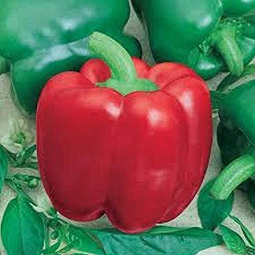 Jupiter Sweet Bell Pepper Seeds (25+ Seed Package) | eBay