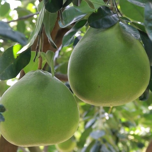 Pomelo Thapthipsayam Grafted Plant Fruit Tree Tropical Unique Thailand ...