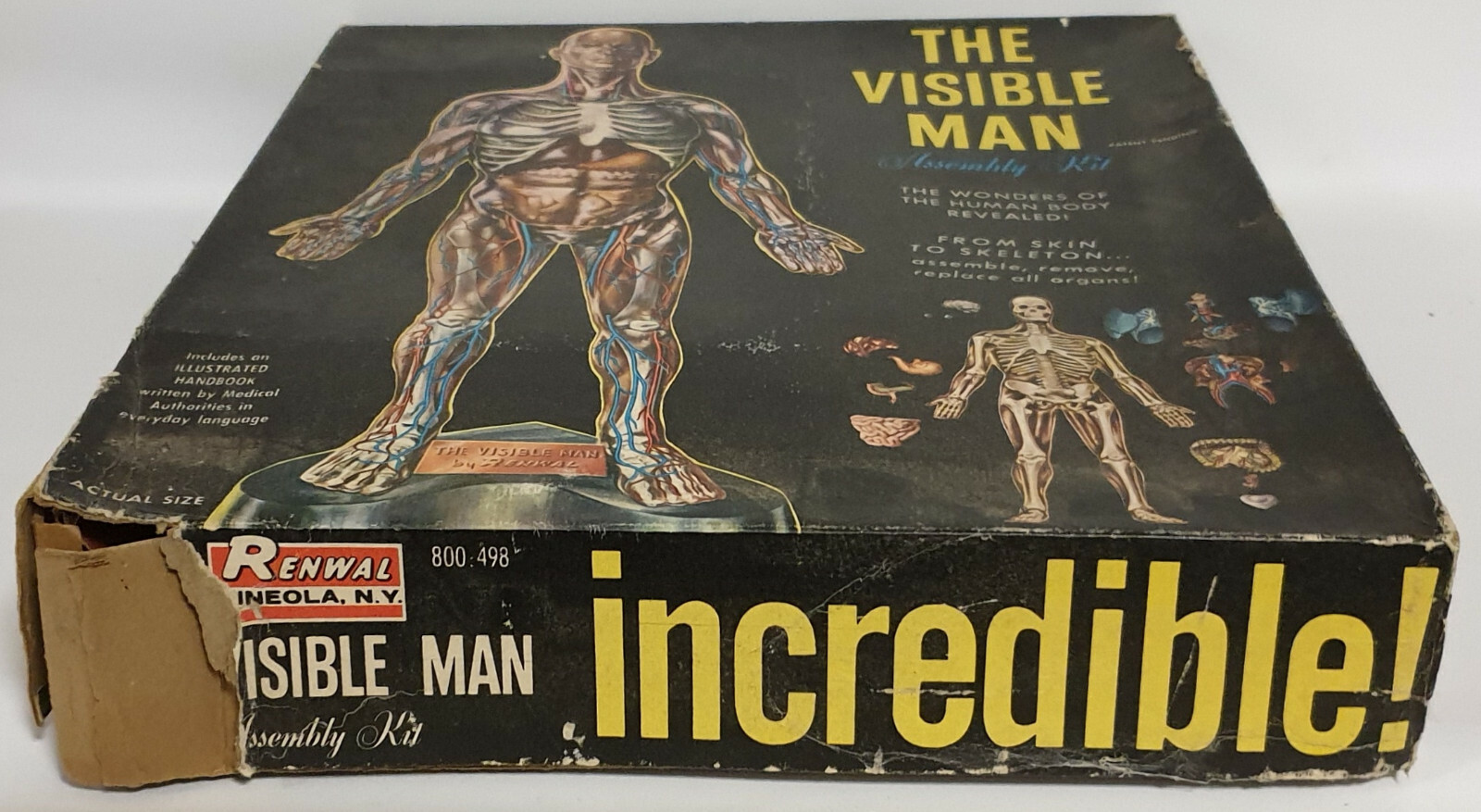 MAN : THE VISIBLE MAN MODEL KIT MADE BY RENWAL - VERY RARE | eBay