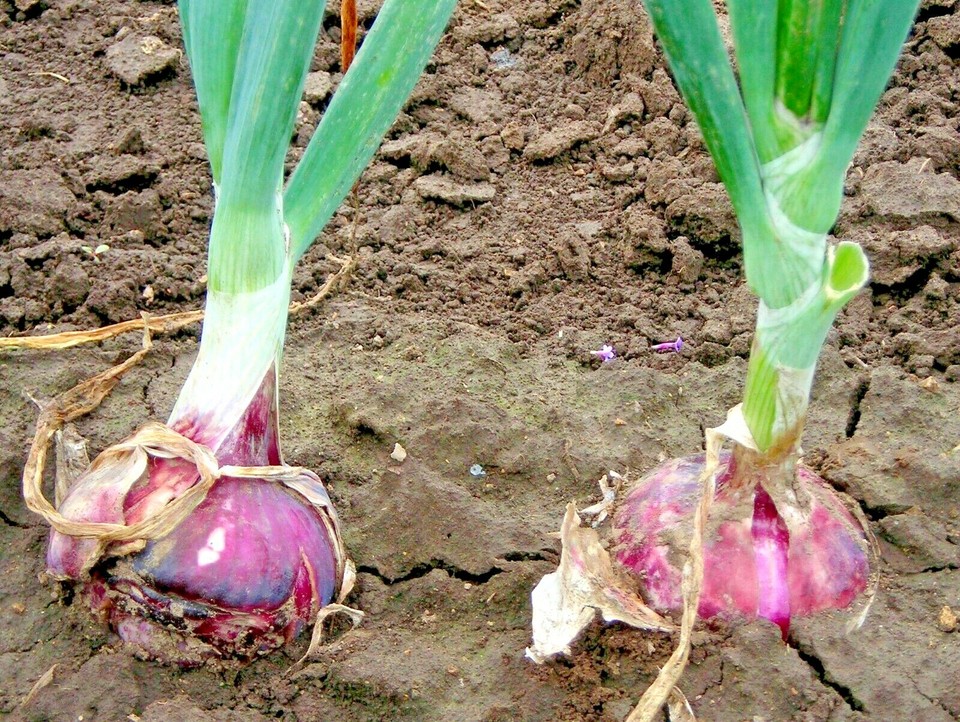 201+RED BURGUNDY SWEET ONION Seed Organic Short Day Spring Fall ...
