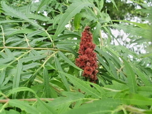 30 CUTLEAF SUMAC SEEEDS - Rhus typhina laciniata | eBay