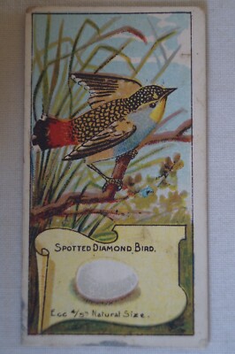 Birds of Australasia Vintage 1912 Pre WWI Wills Capstan Crd Spotted ...