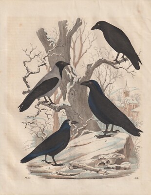 Crows Common Raven Hooded Crow Carrion Crow Colorized LITHOGRAPH from ...