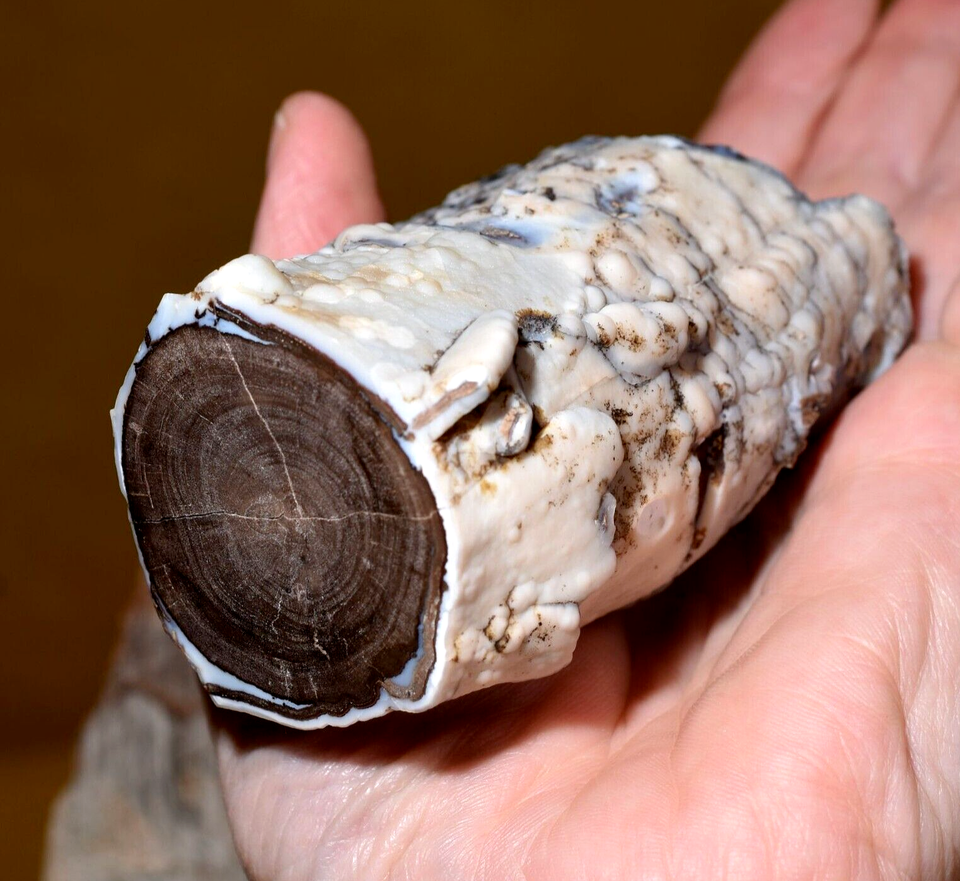 !WOW! Blue Forest Botryoidal Agatized Petrified Eocene Wood Tree Branch ...