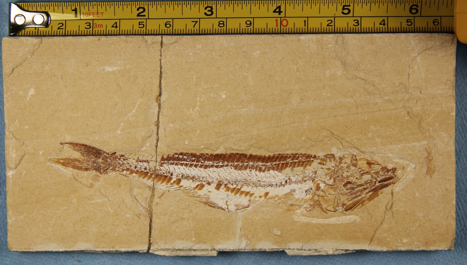 Prionolepis cataphractus – Fossil Fish- Cretaceous - Lebanon | eBay