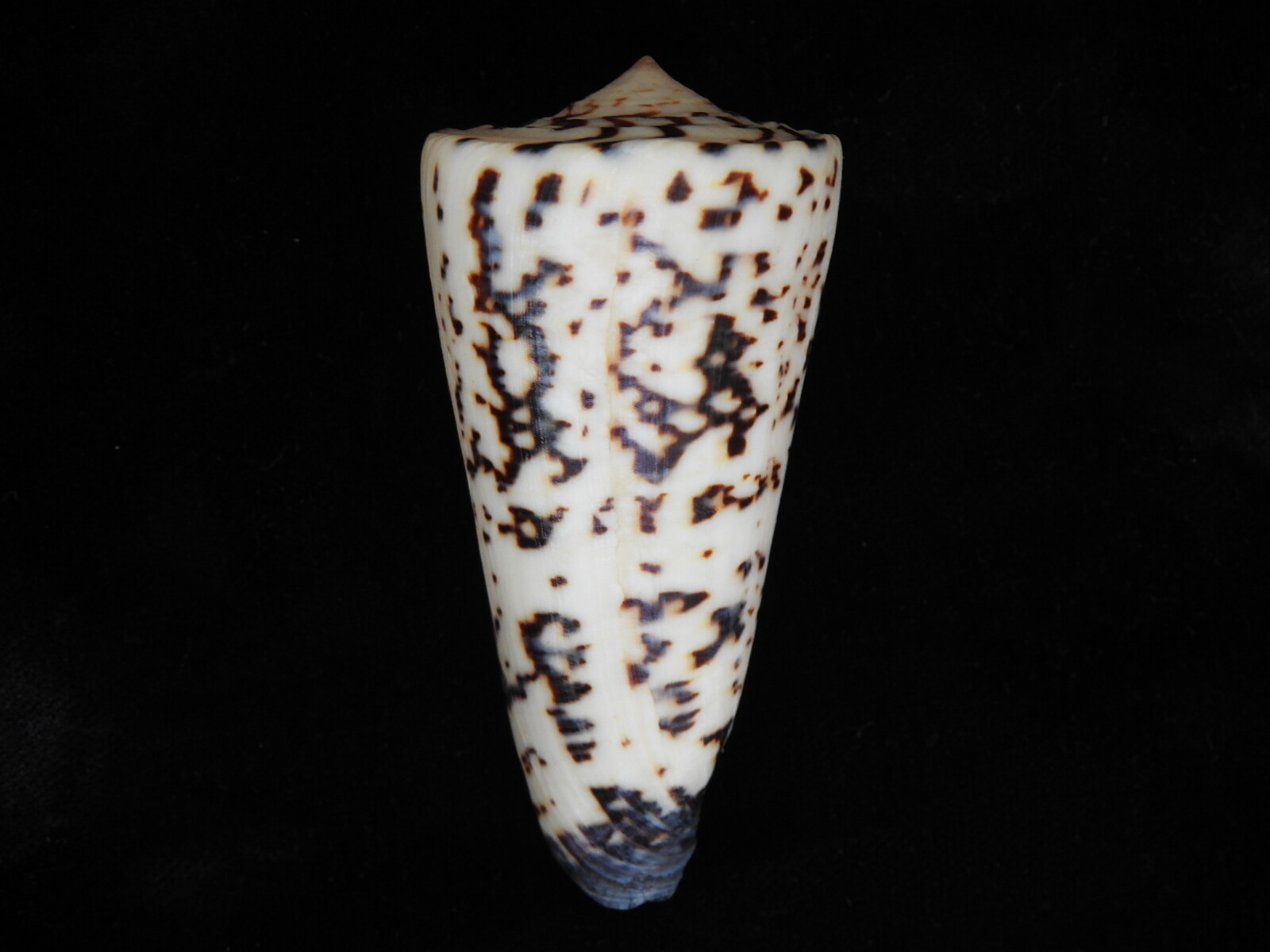 Sea Shells Conus thalassiarchus depriesteri 73mm ID#4727 | eBay