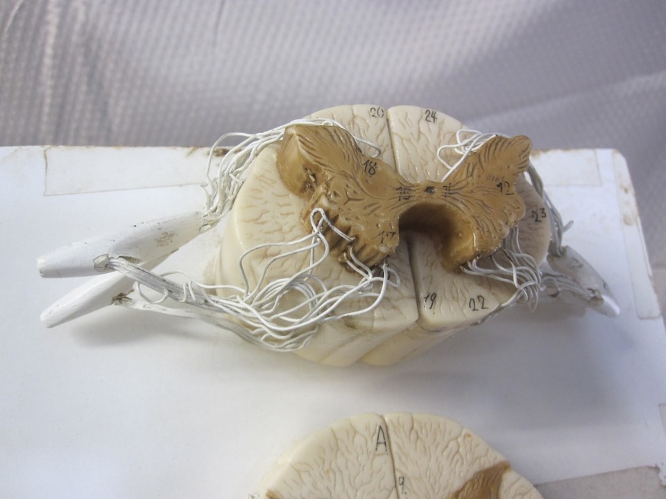 Vintage Clay Adams Spinal Cord Nerve Anatomy Model | eBay