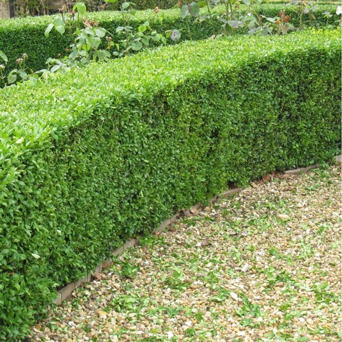 Box Buxus bare root hedging plants native evergreen topiary hedge - 3 ...