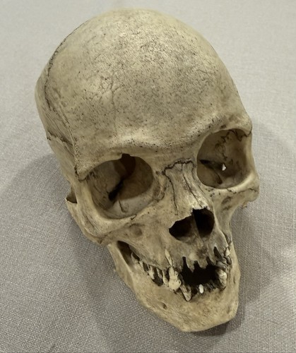 Skull Shoppe Life Size Human Skull Replica ©2013 Aged Anatomical Prop ...