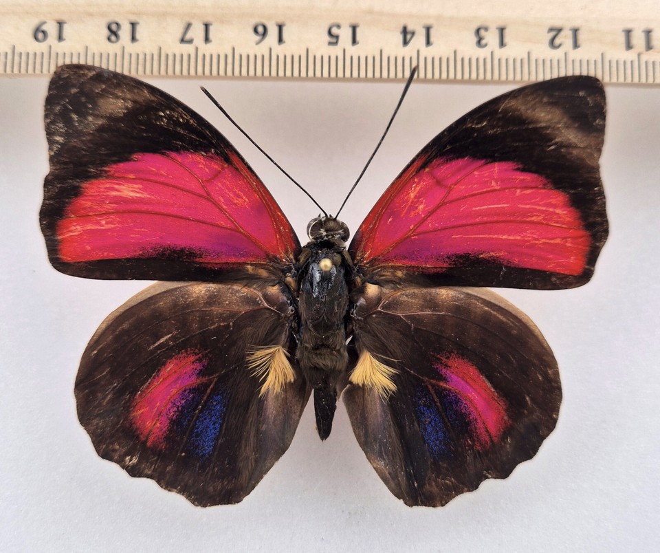 Agrias claudina lugina f. orleansi male (Bolivia) rare! Entomology, Nymphalidae | eBay